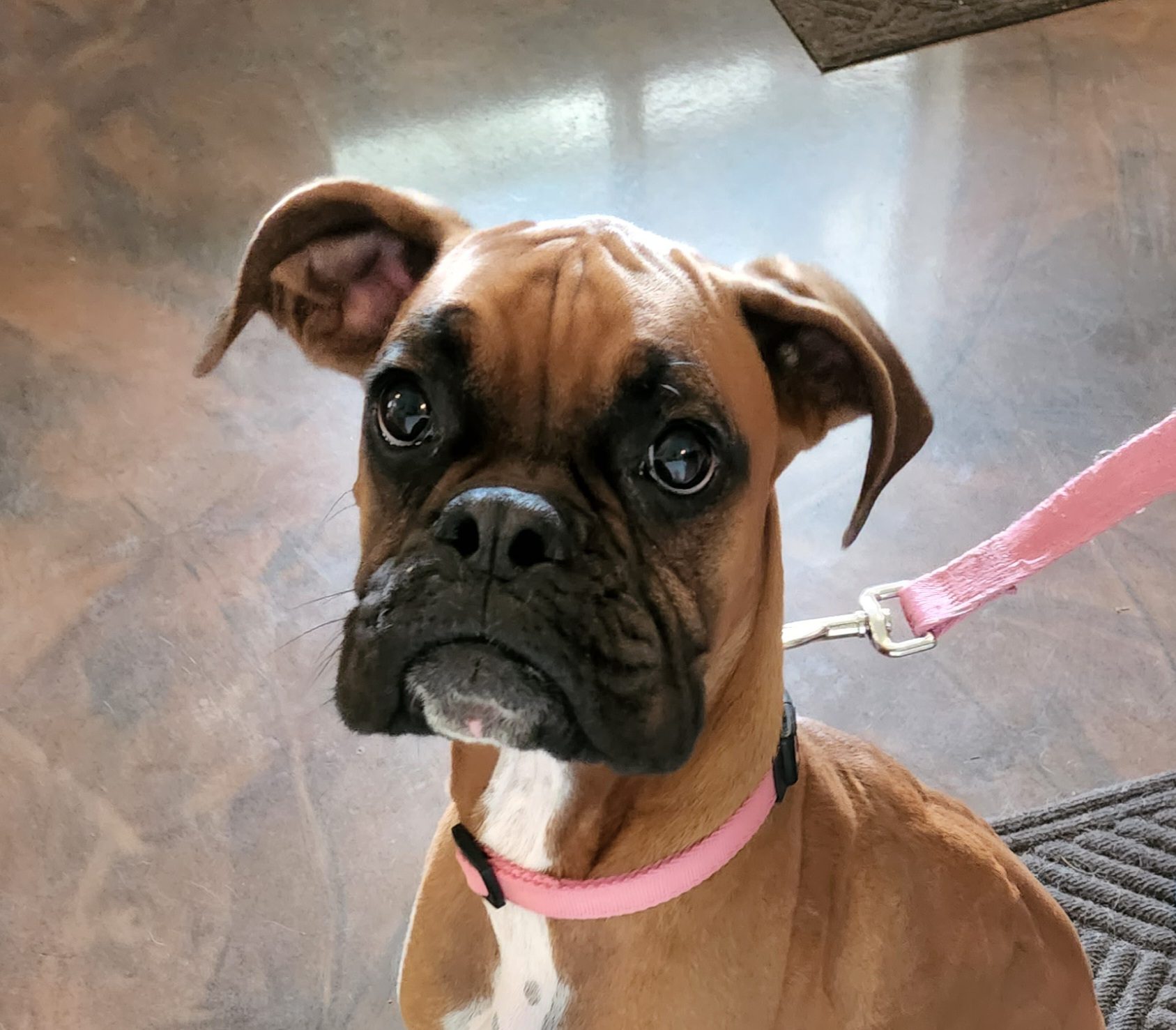 Training Program Matrix - Kasten's Dog Training