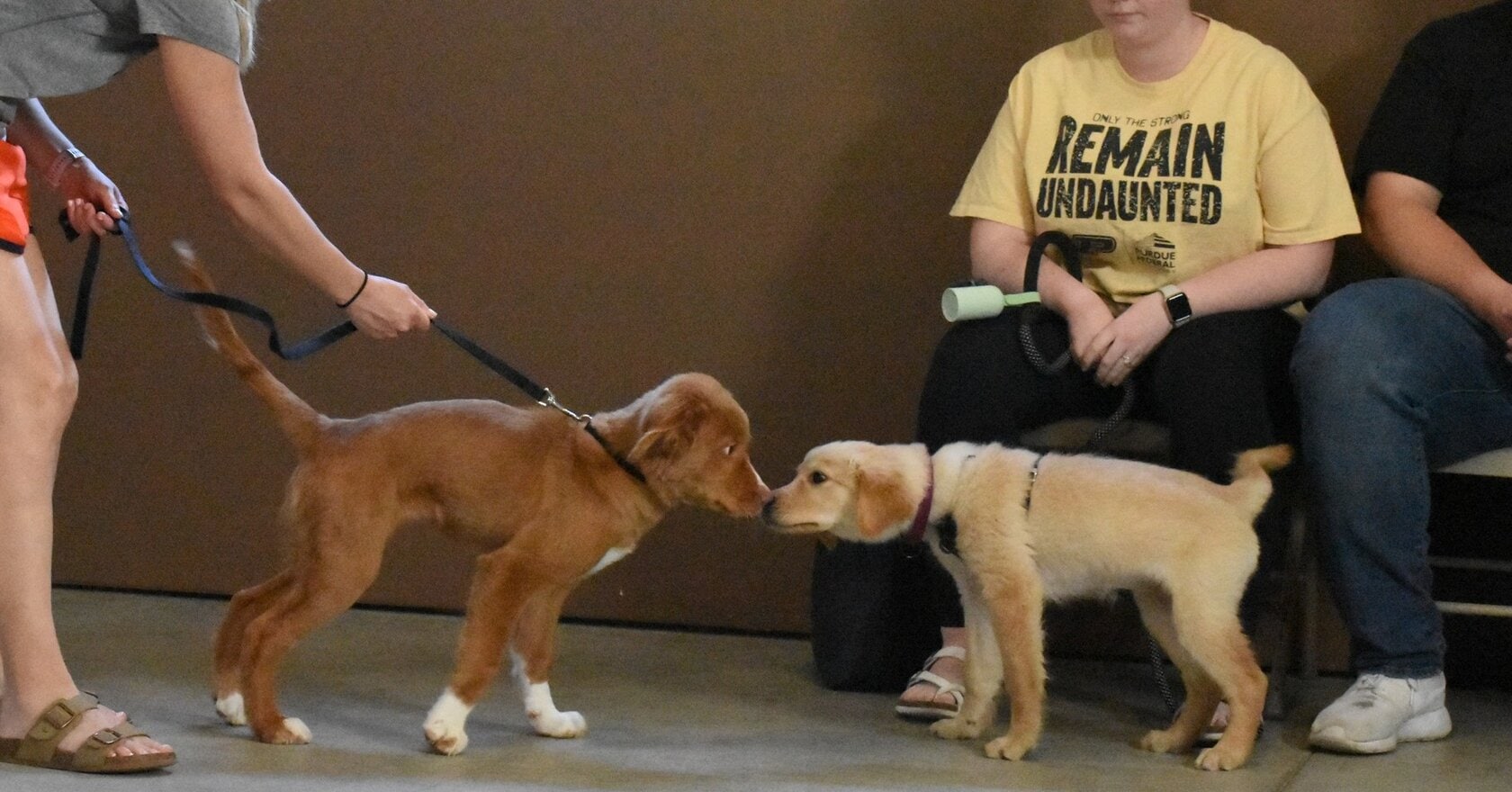 Socialization for Puppies: Building Confidence Early - Kasten's Dog ...