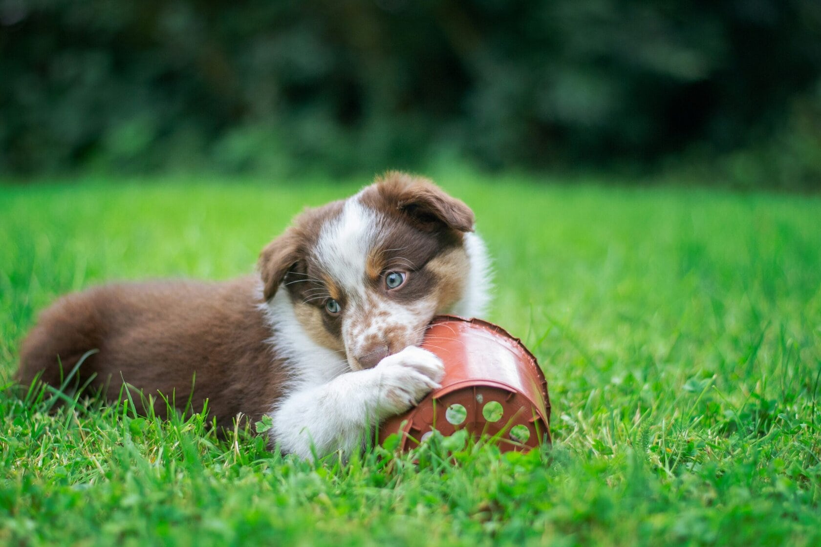 How to Correct Destructive Chewing in Dogs - Kasten's Dog Training