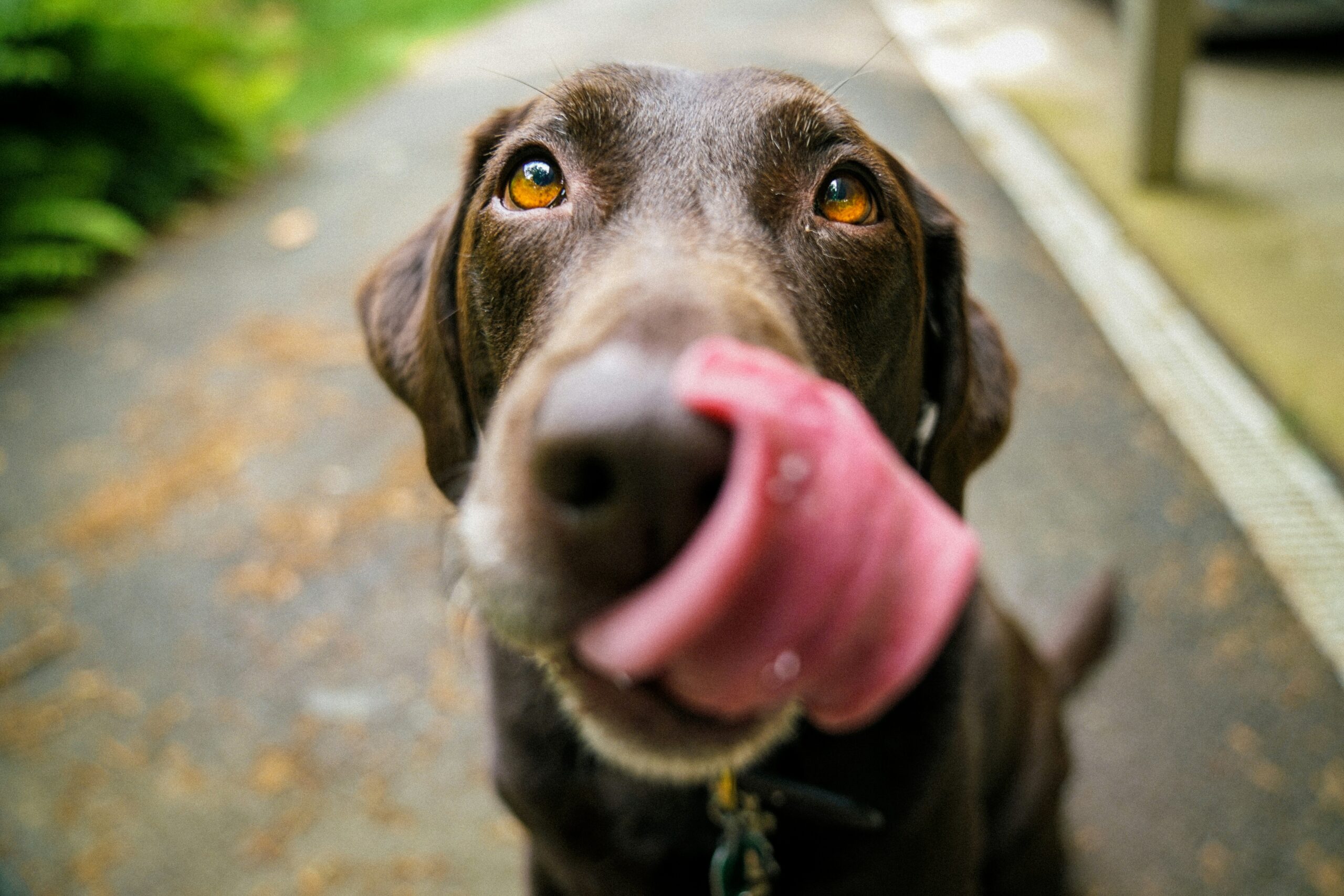 Why Do Dogs Lick? Understanding Dog Licking Behavior - Kasten's Dog ...