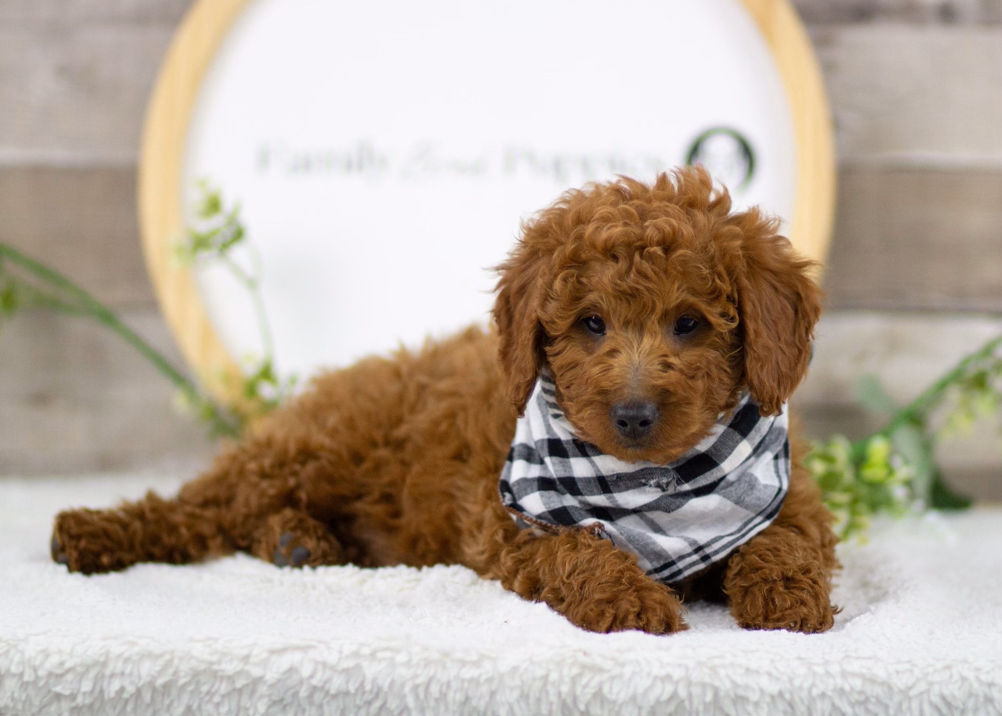 The First 30 Days with Your New Puppy: Training and Bonding - Kasten's ...