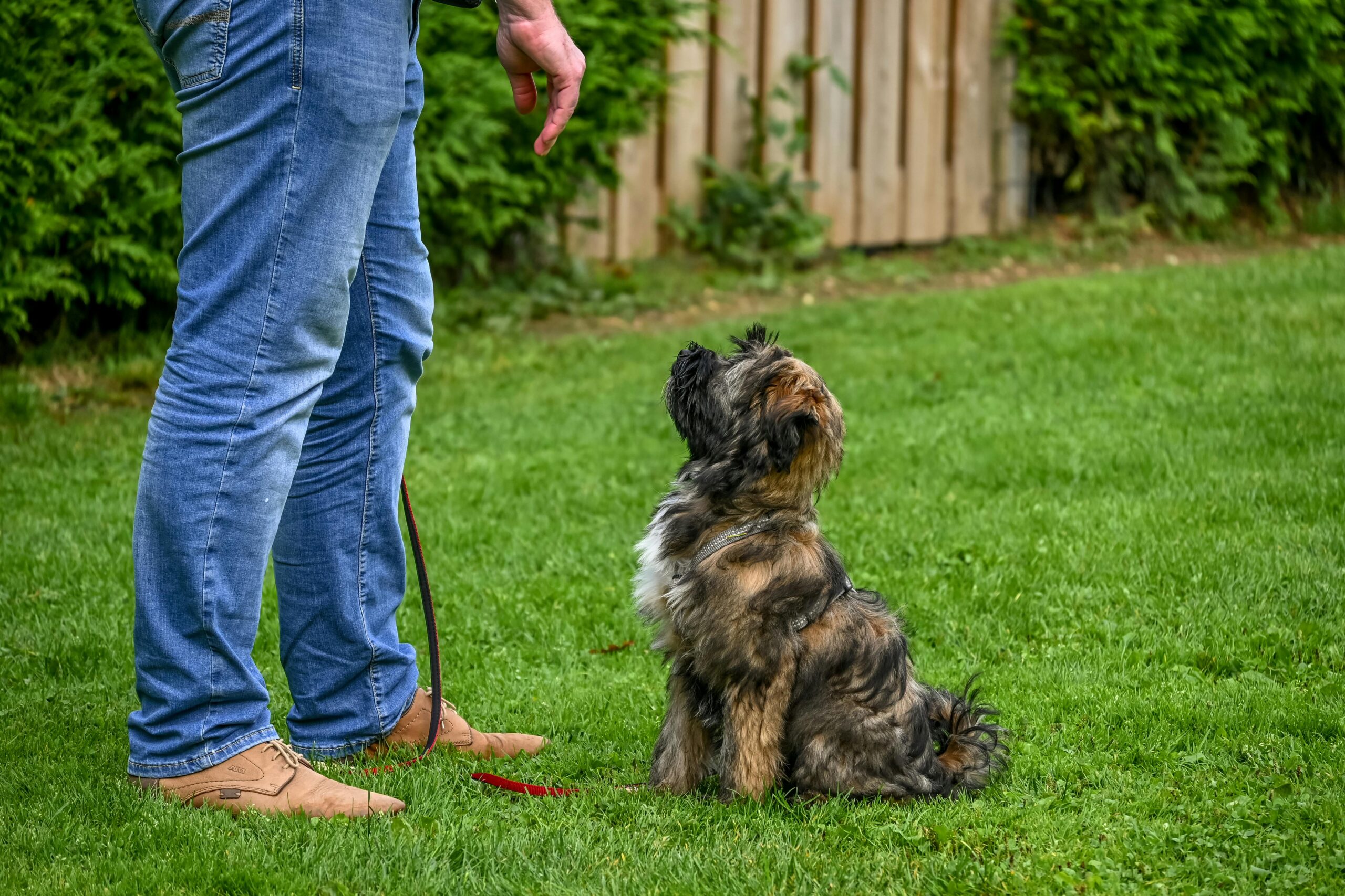 The Role of Hand Signals in Dog Training - Kasten's Dog Training